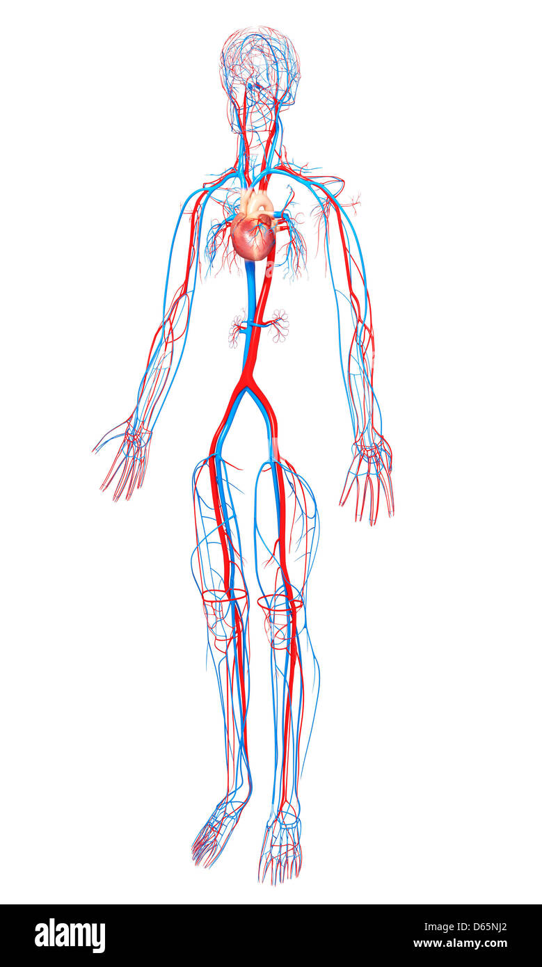 Cardiovascular system, artwork Stock Photo - Alamy
