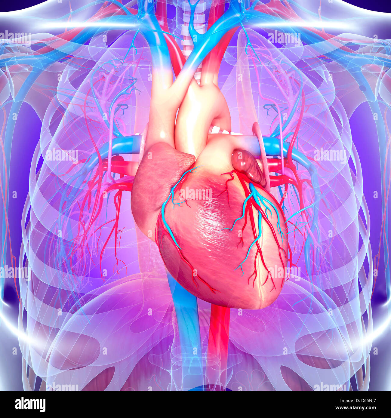 Human heart, artwork Stock Photo - Alamy
