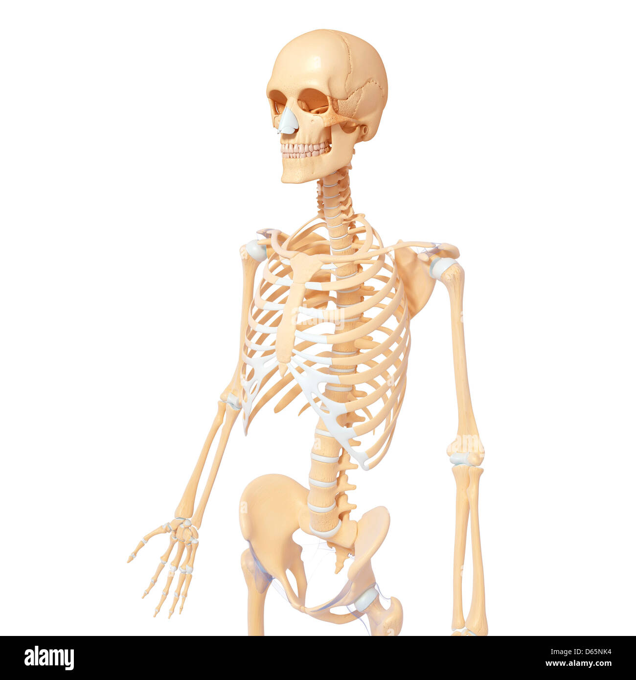 Human skeleton Cut Out Stock Images & Pictures - Alamy