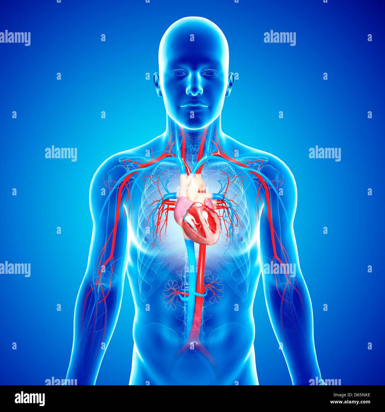 Male cardiovascular system, artwork Stock Photo - Alamy