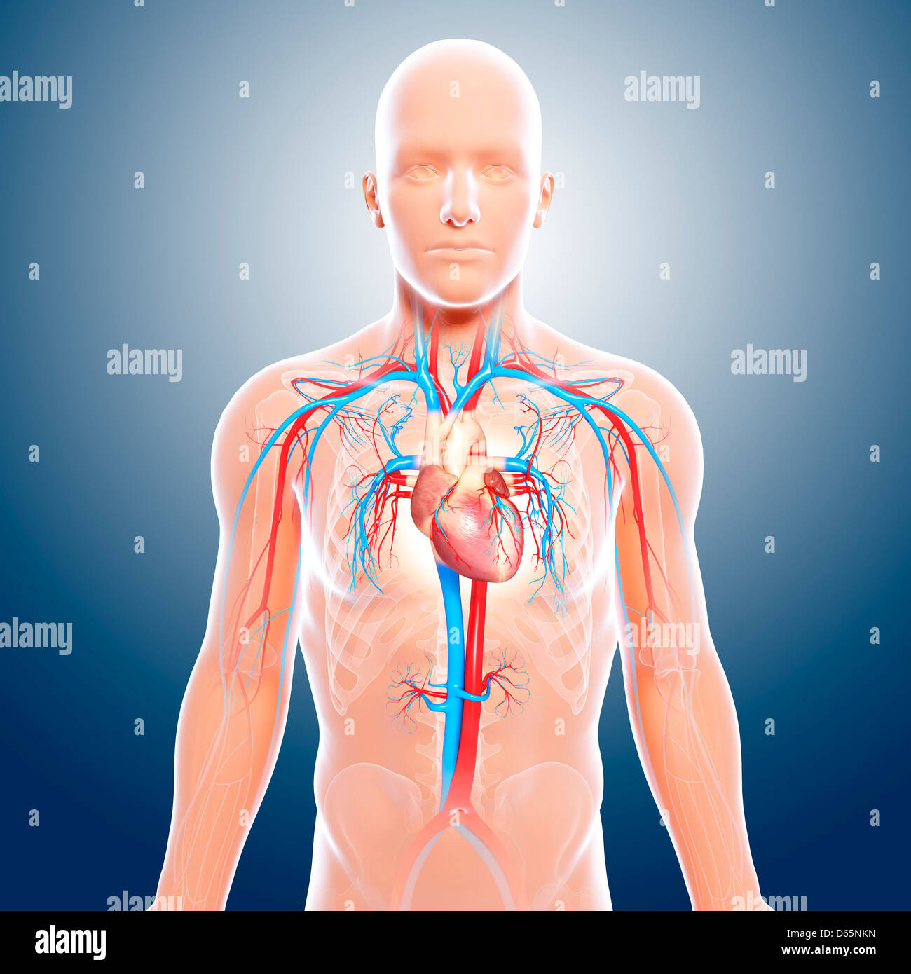 Male cardiovascular system, artwork Stock Photo - Alamy