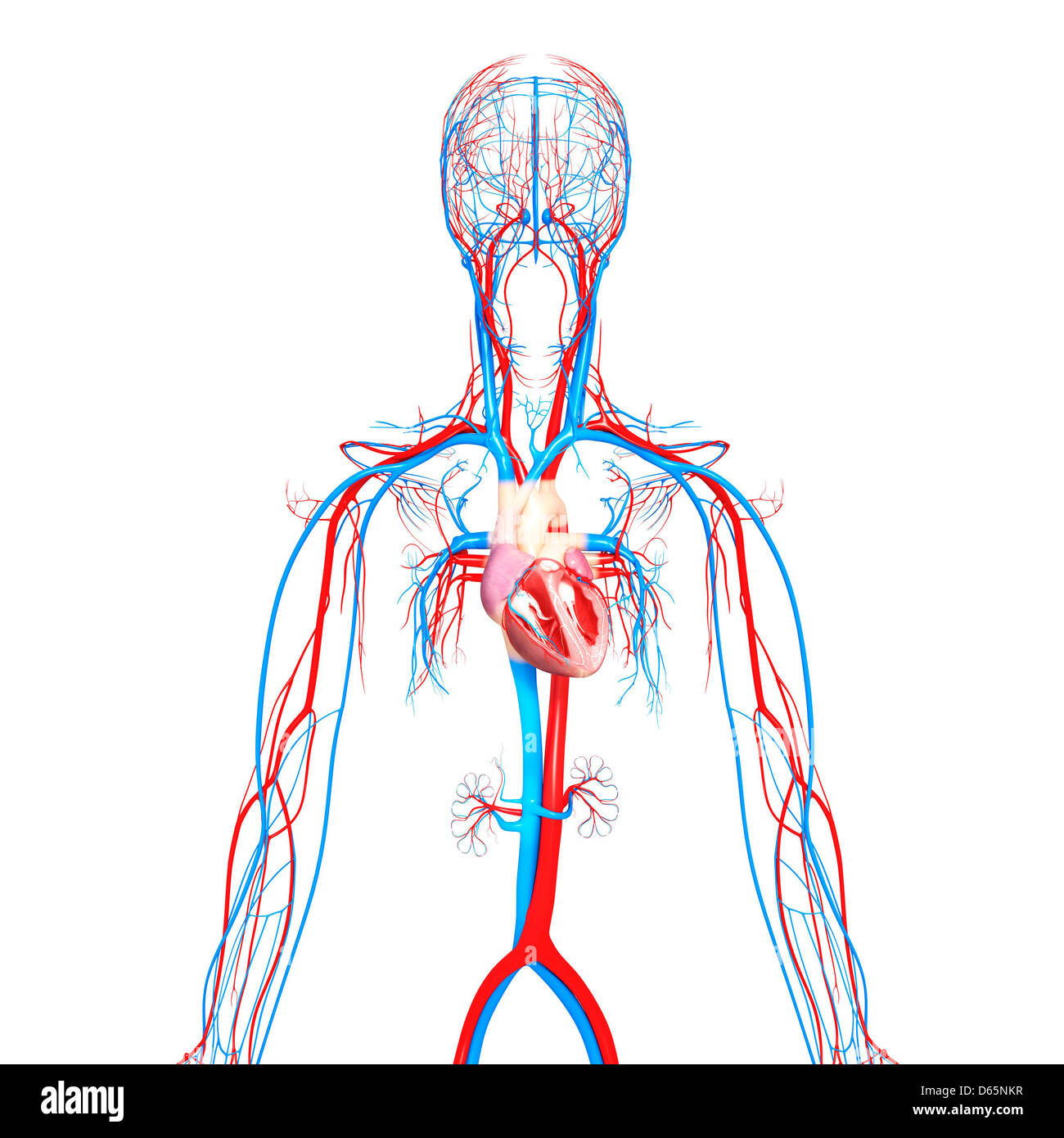 Cardiovascular system, artwork Stock Photo - Alamy