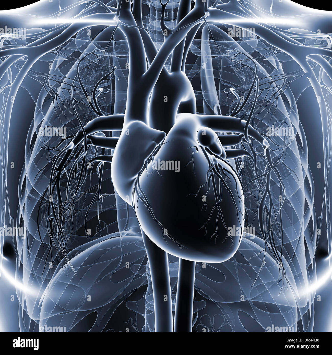 Translucent heart hi-res stock photography and images - Alamy
