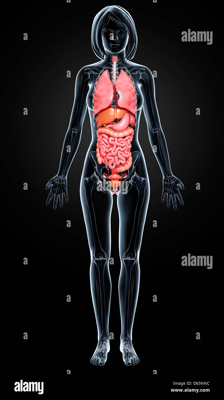 Female anatomy, artwork Stock Photo - Alamy