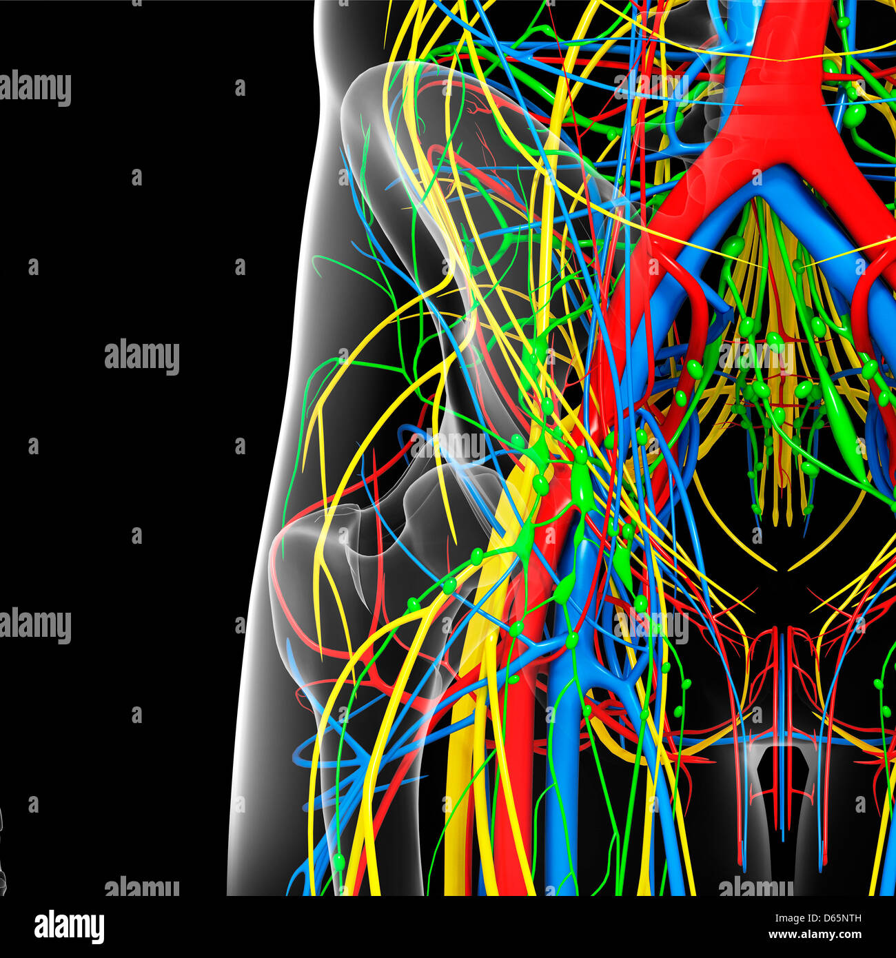 Pelvis anatomy, artwork Stock Photo - Alamy