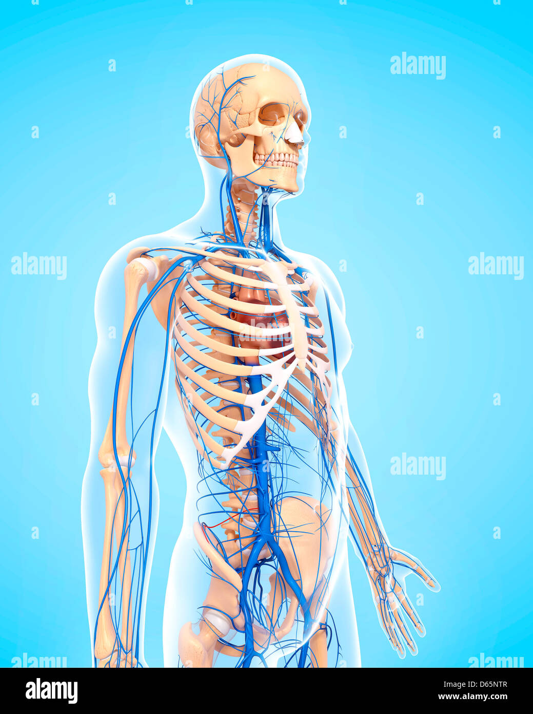 Human veins, artwork Stock Photo - Alamy