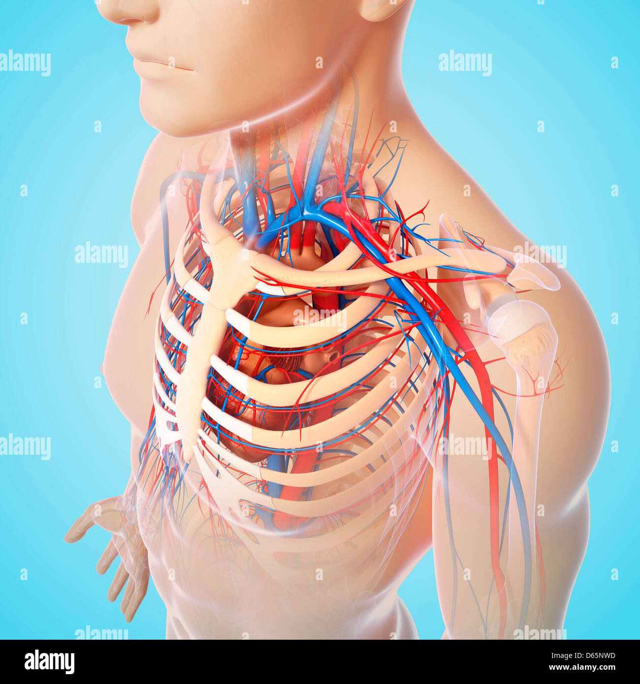 Upper body anatomy, artwork Stock Photo - Alamy