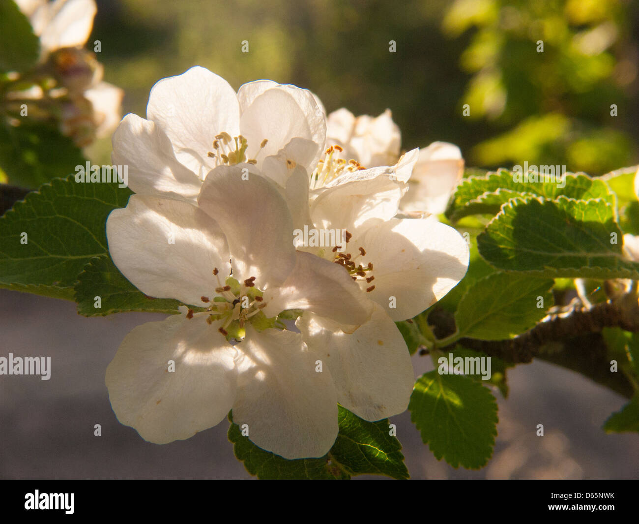 fleurs de pommier Stock Photo - Alamy