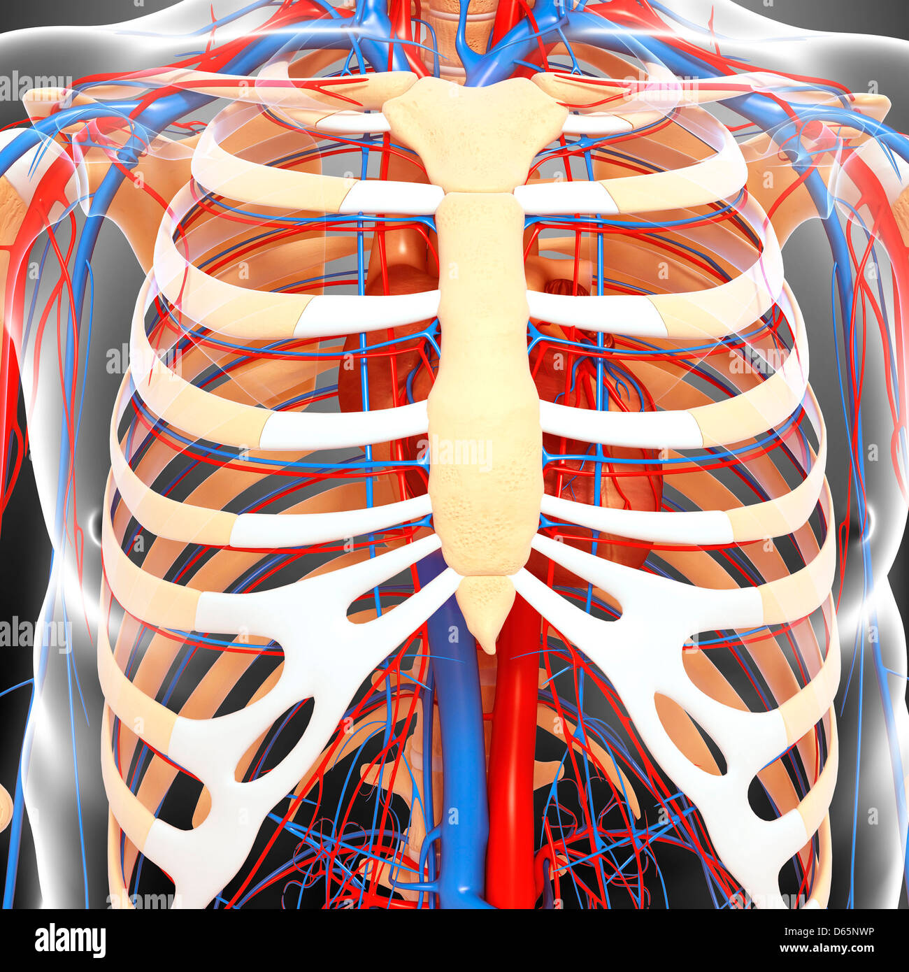 Chest anatomy, artwork Stock Photo - Alamy