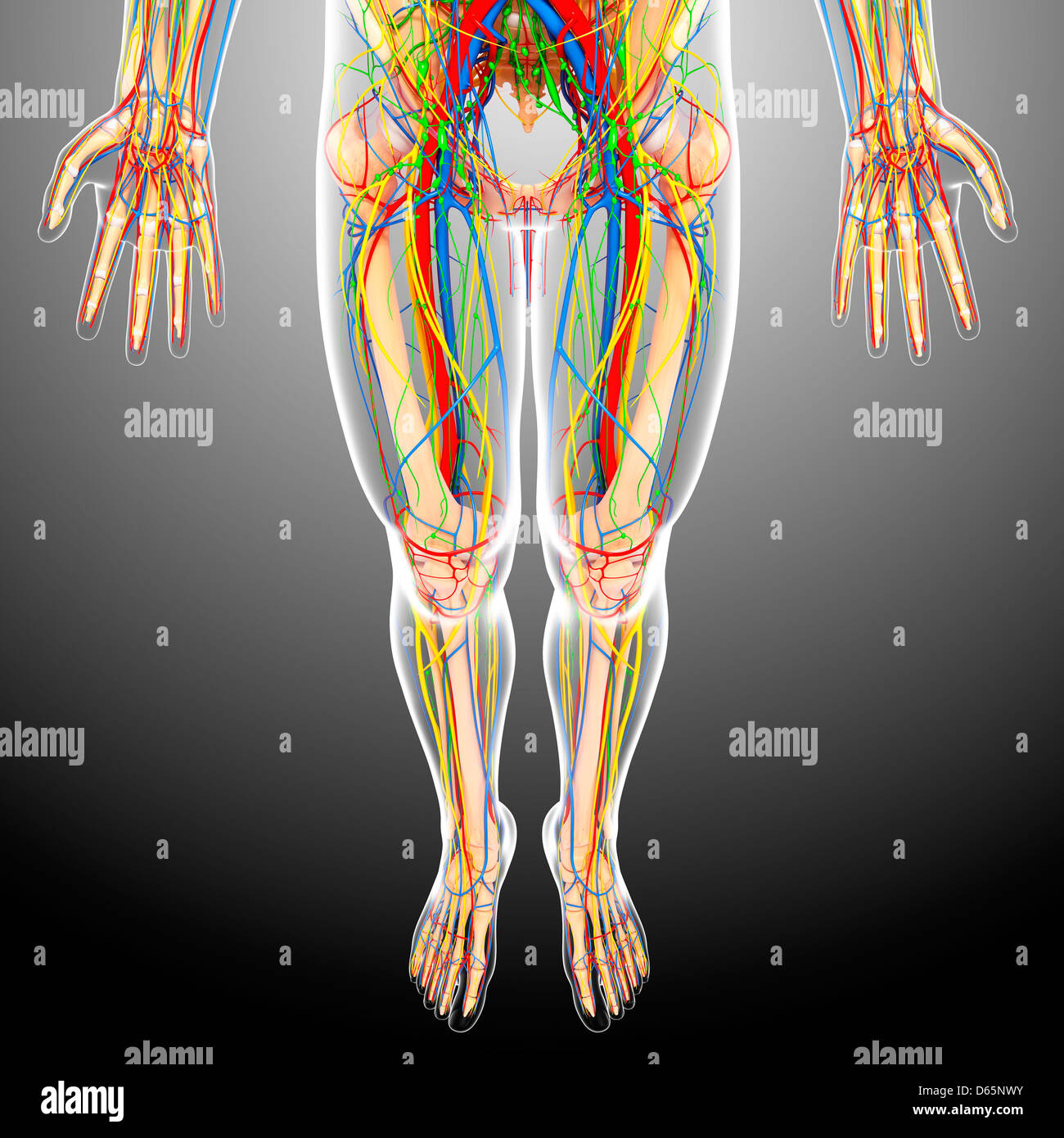 Lymphatic drainage of the lower leg hi-res stock photography and images ...