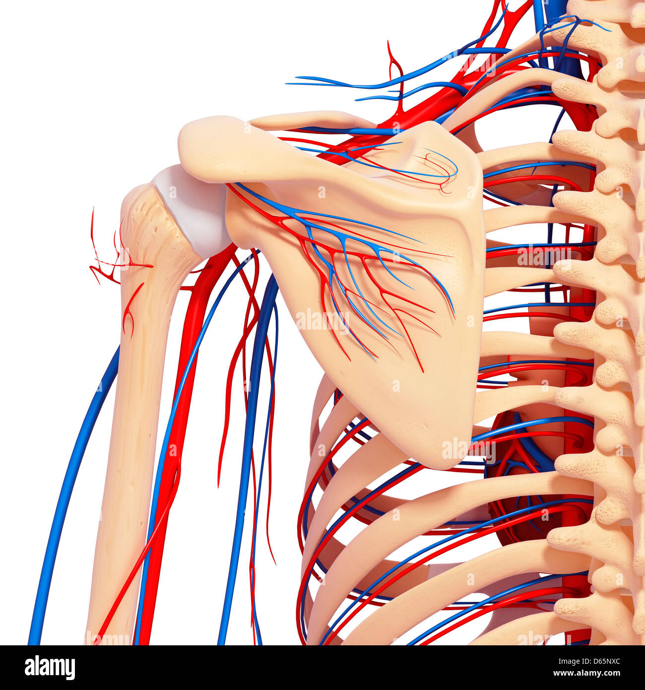 Shoulder blade anatomy hi-res stock photography and images - Alamy
