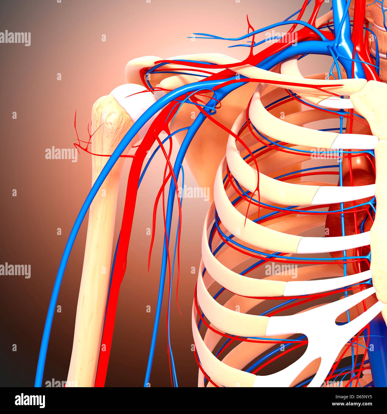 Shoulder Artery High Resolution Stock Photography and Images - Alamy