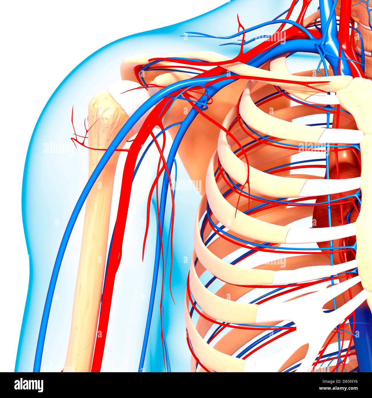 Human Shoulder Anatomy High Resolution Stock Photography and Images - Alamy