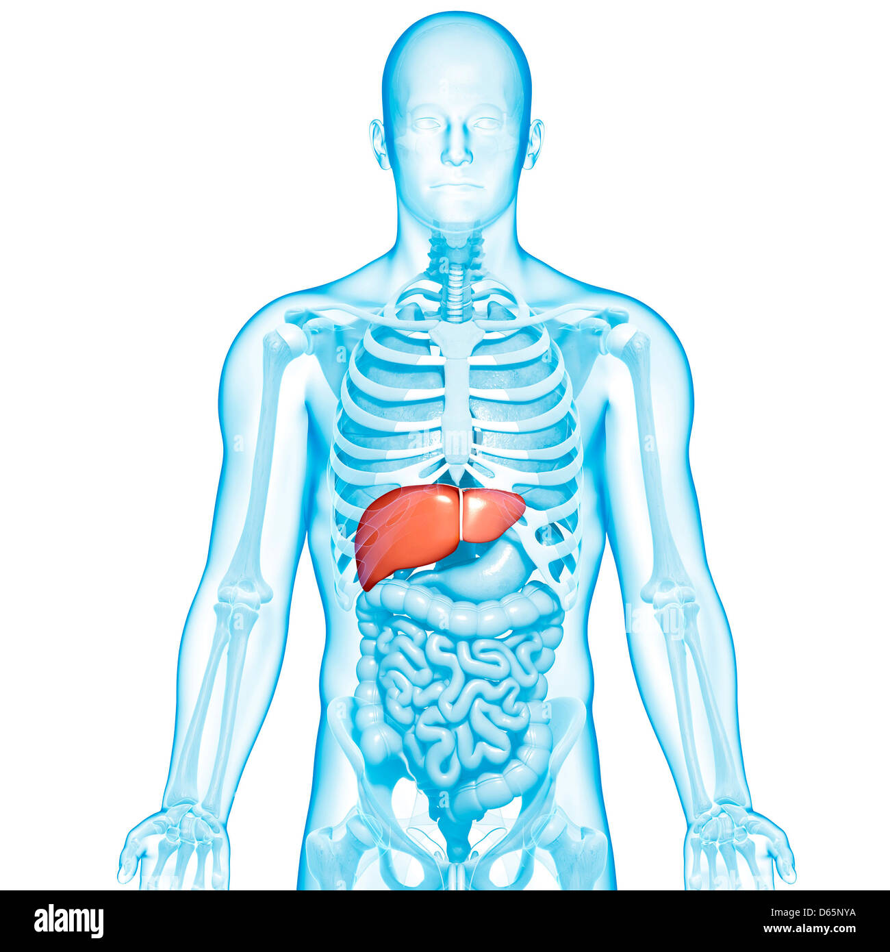 Healthy liver, artwork hi-res stock photography and images - Alamy