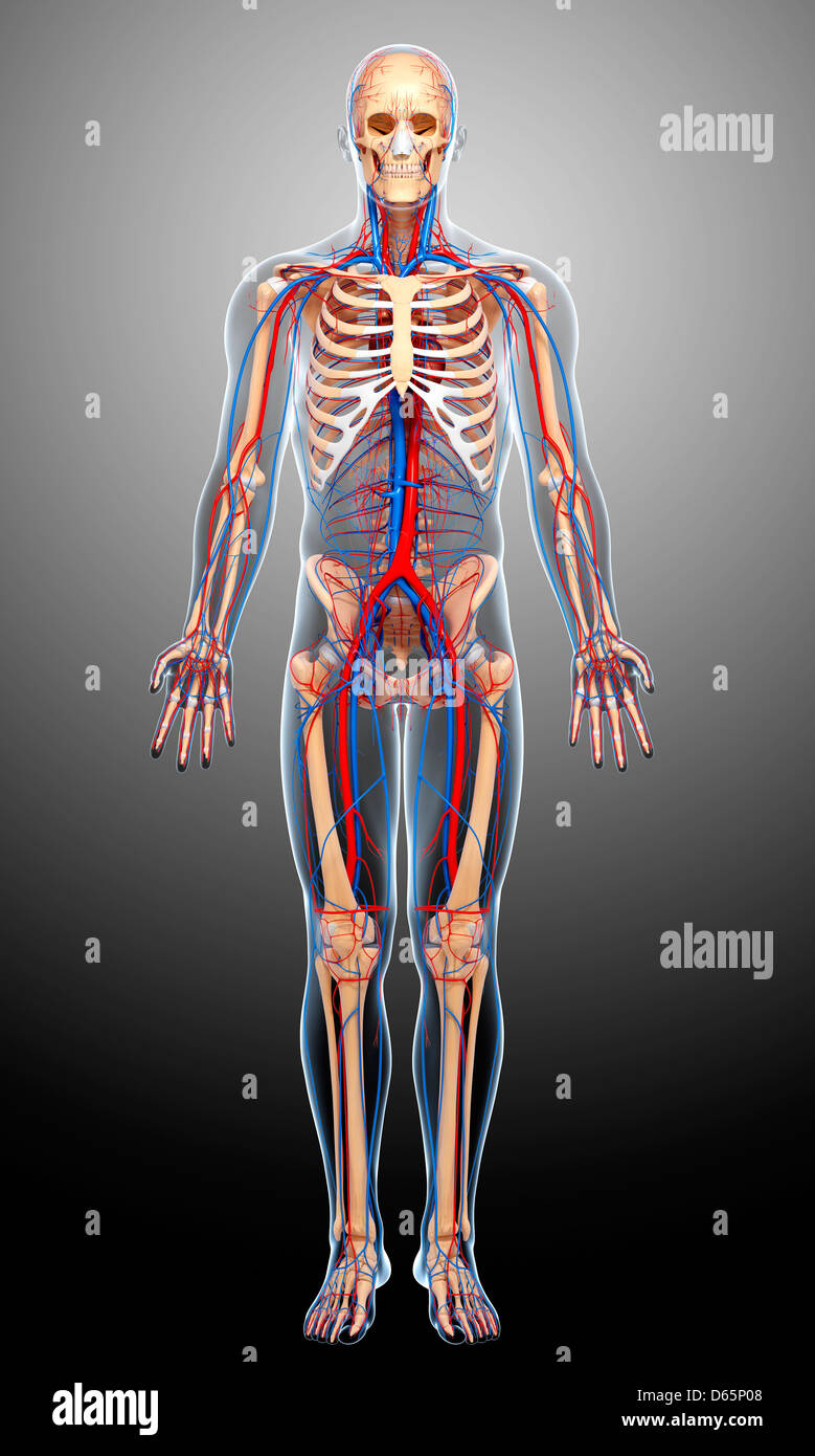 Male anatomy, artwork Stock Photo - Alamy