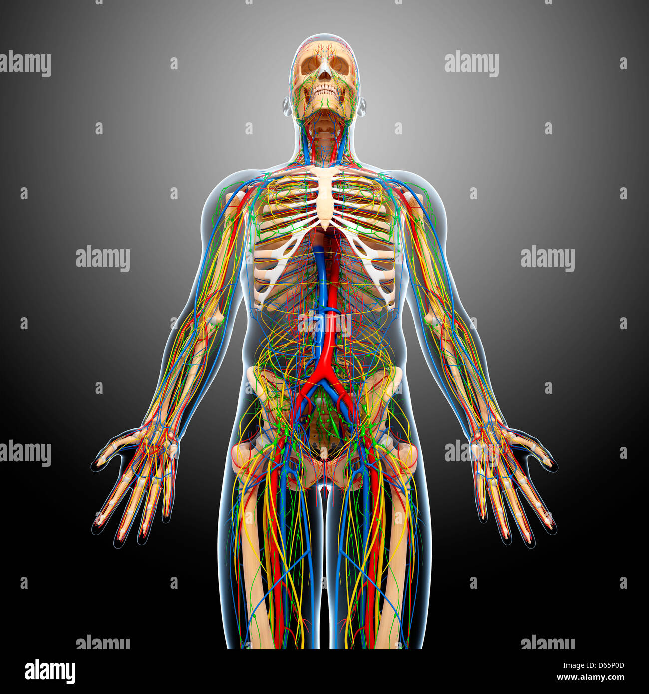 Male anatomy, artwork Stock Photo - Alamy