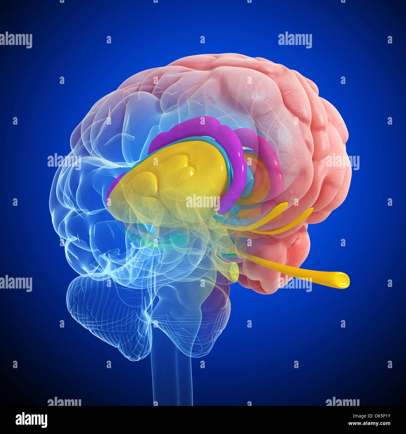 Brain anatomy, artwork Stock Photo - Alamy
