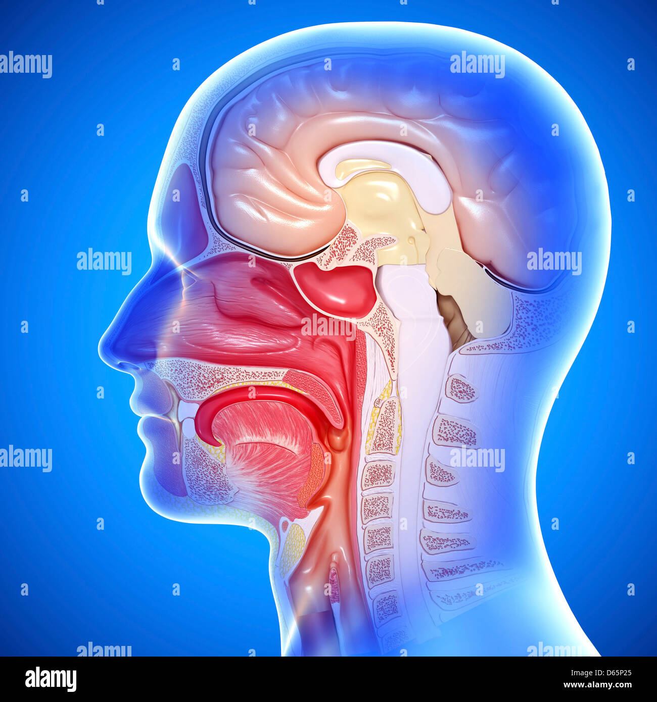 Head anatomy, artwork Stock Photo - Alamy