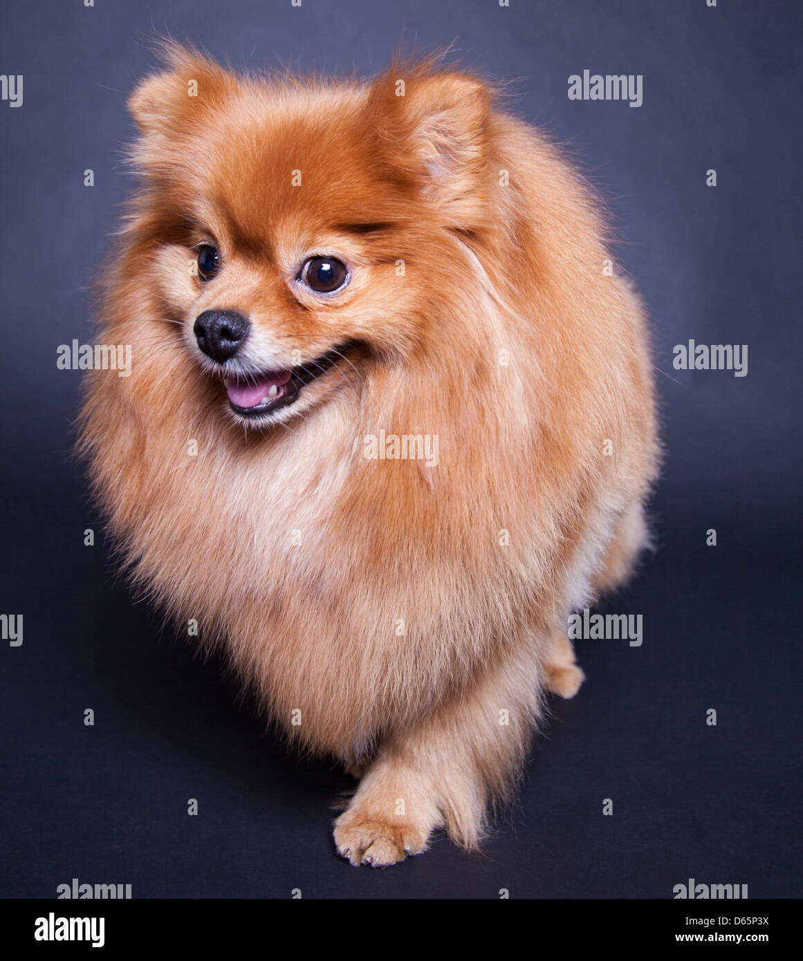 Spitz on a black background Stock Photo - Alamy