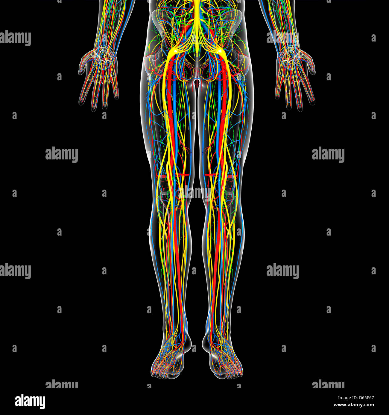 Lower body anatomy, artwork Stock Photo - Alamy