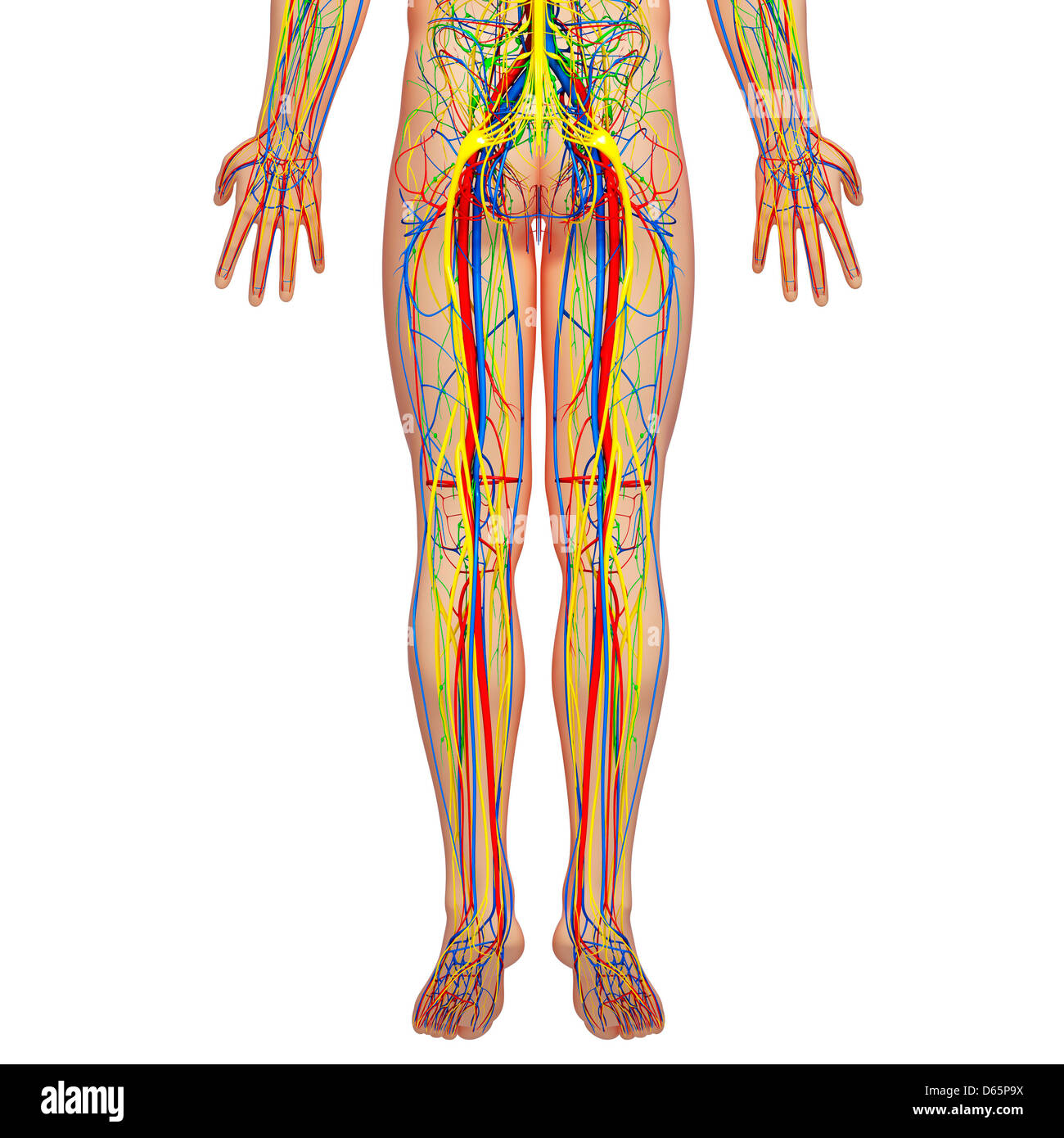 Lymphatic drainage of the lower leg hi-res stock photography and images ...