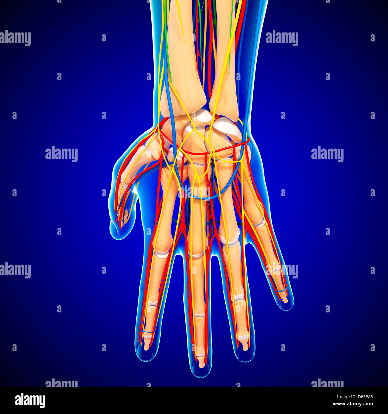 Hand anatomy, artwork Stock Photo - Alamy