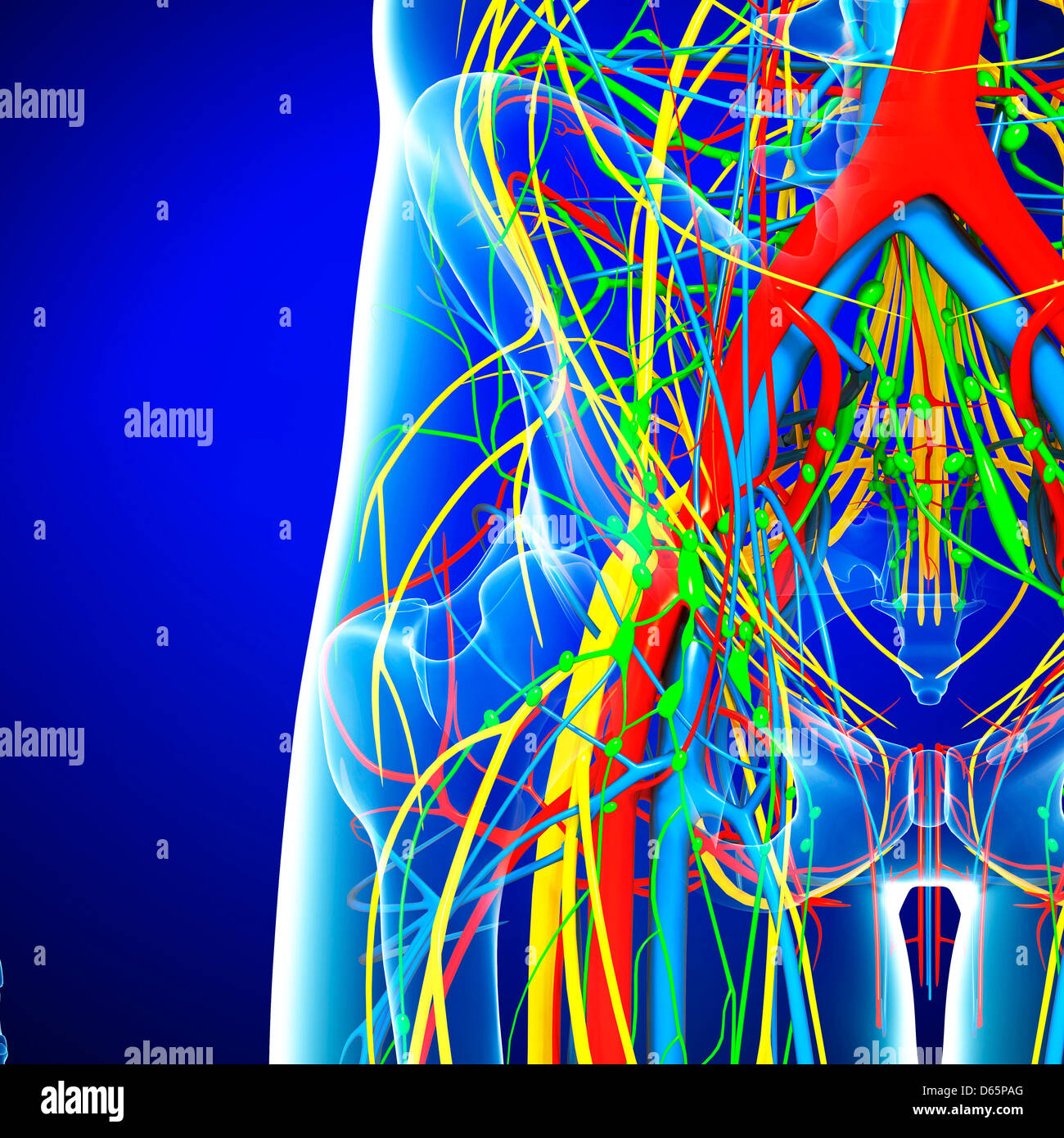 Pelvis anatomy hi-res stock photography and images - Alamy
