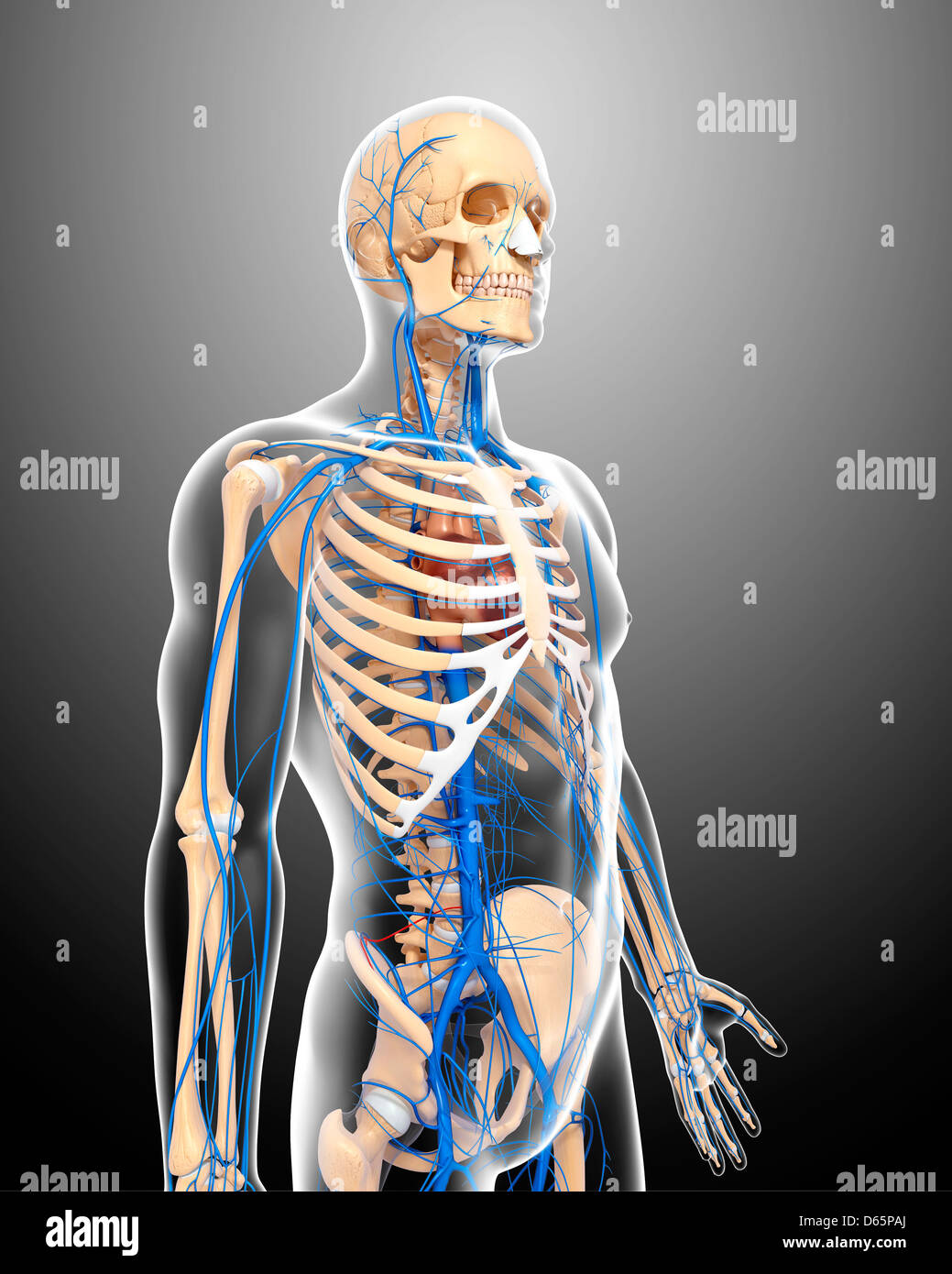Human veins, artwork Stock Photo - Alamy