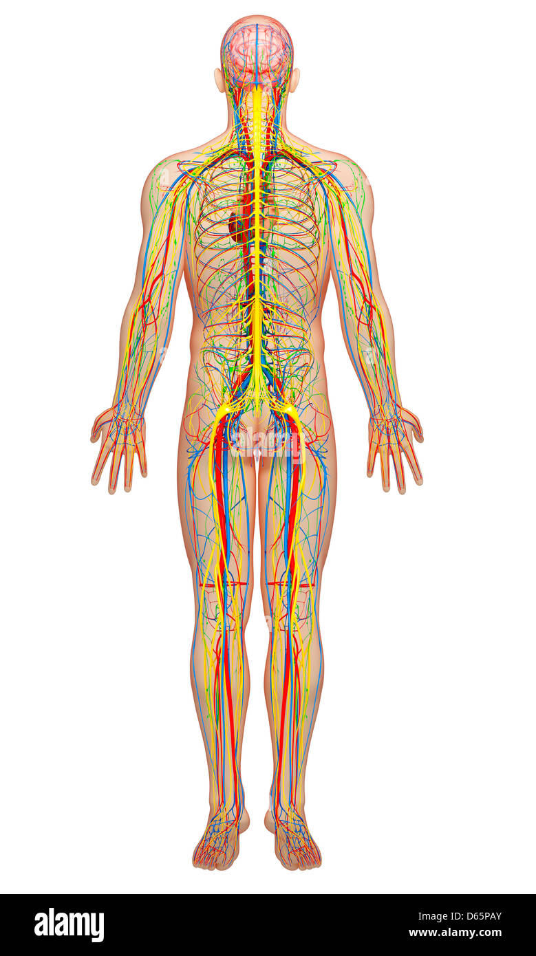 Male anatomy body full length hi-res stock photography and images - Alamy