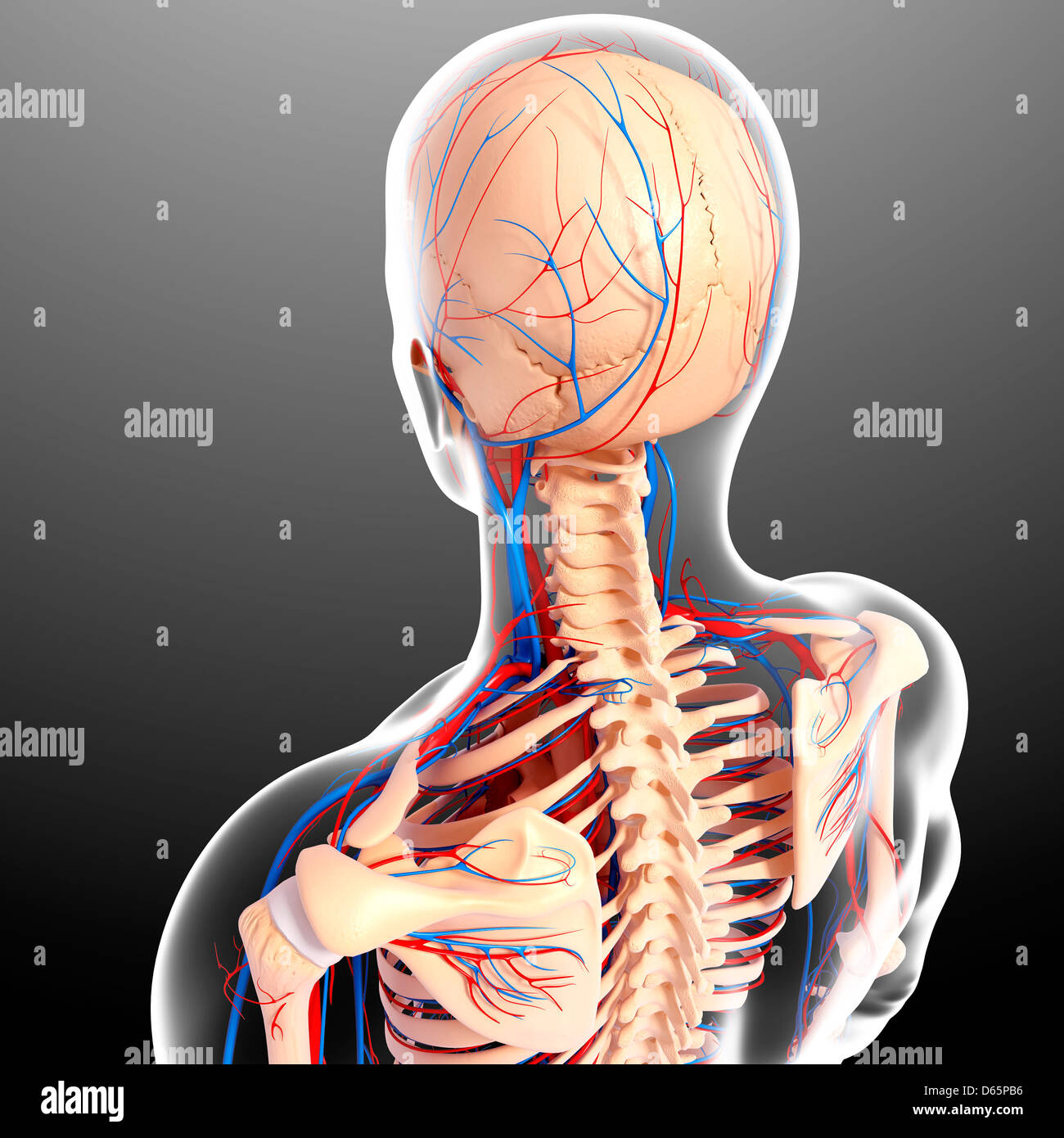 Upper Body Diagram