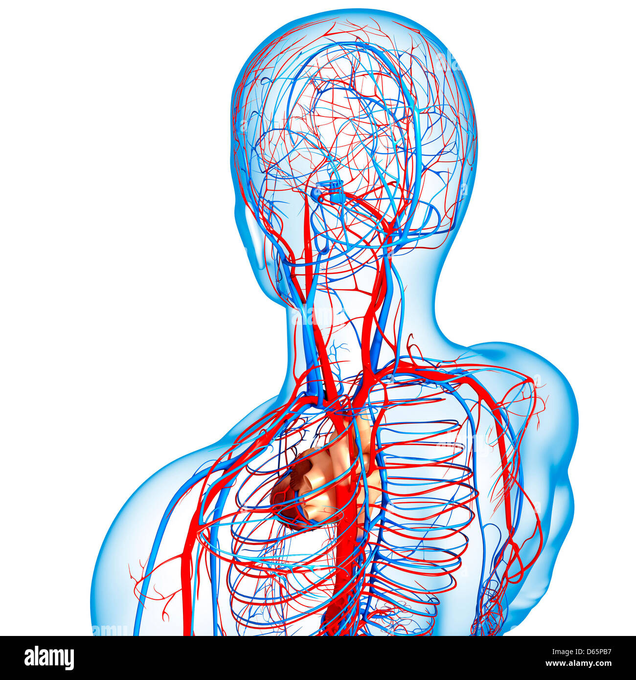 Cardiovascular system, artwork Stock Photo - Alamy