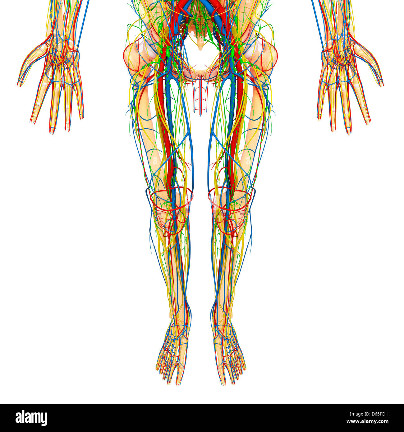 Lymphatic drainage of the lower leg hi-res stock photography and images ...