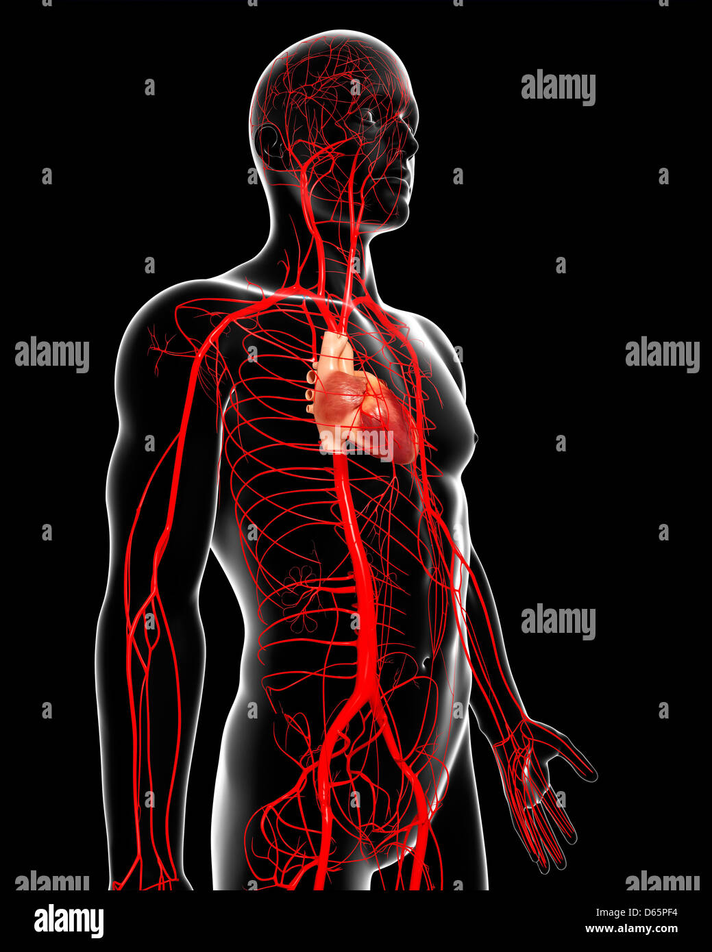 Human arteries, artwork Stock Photo - Alamy