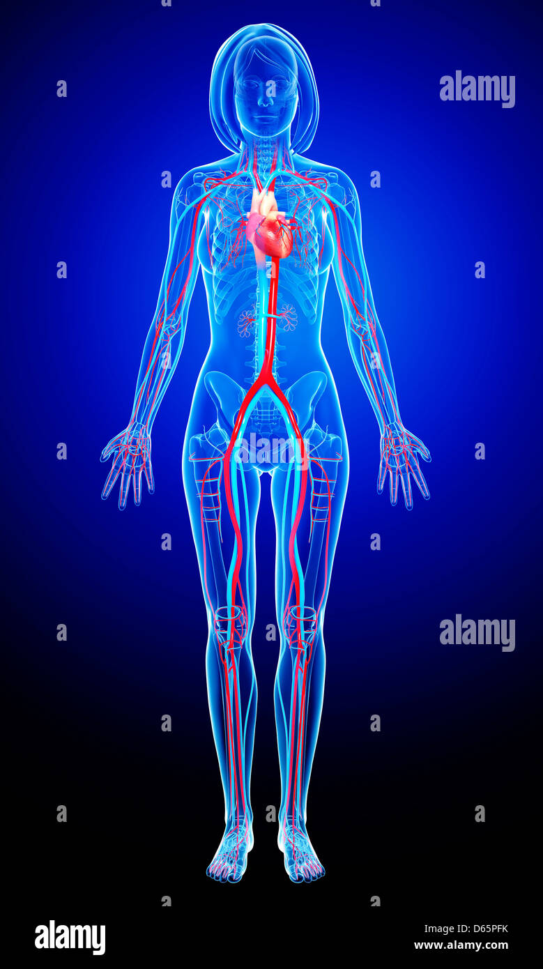 Female cardiovascular system, artwork Stock Photo - Alamy