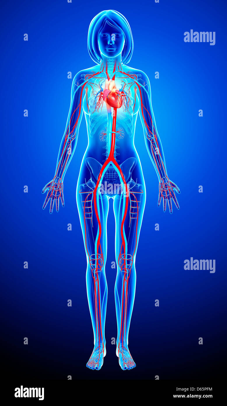 Female cardiovascular system, artwork Stock Photo - Alamy