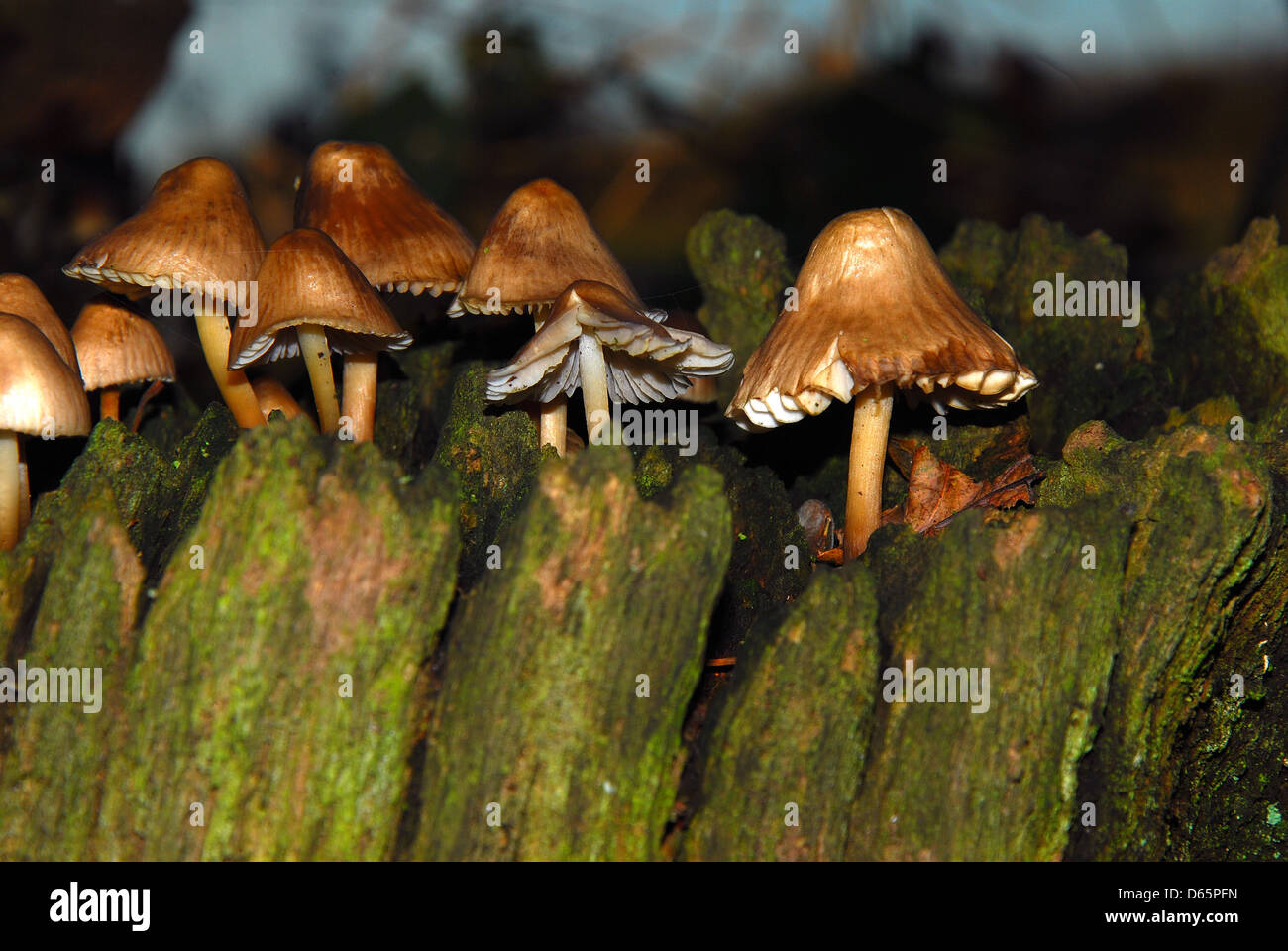 Trees and fungi hi-res stock photography and images - Alamy