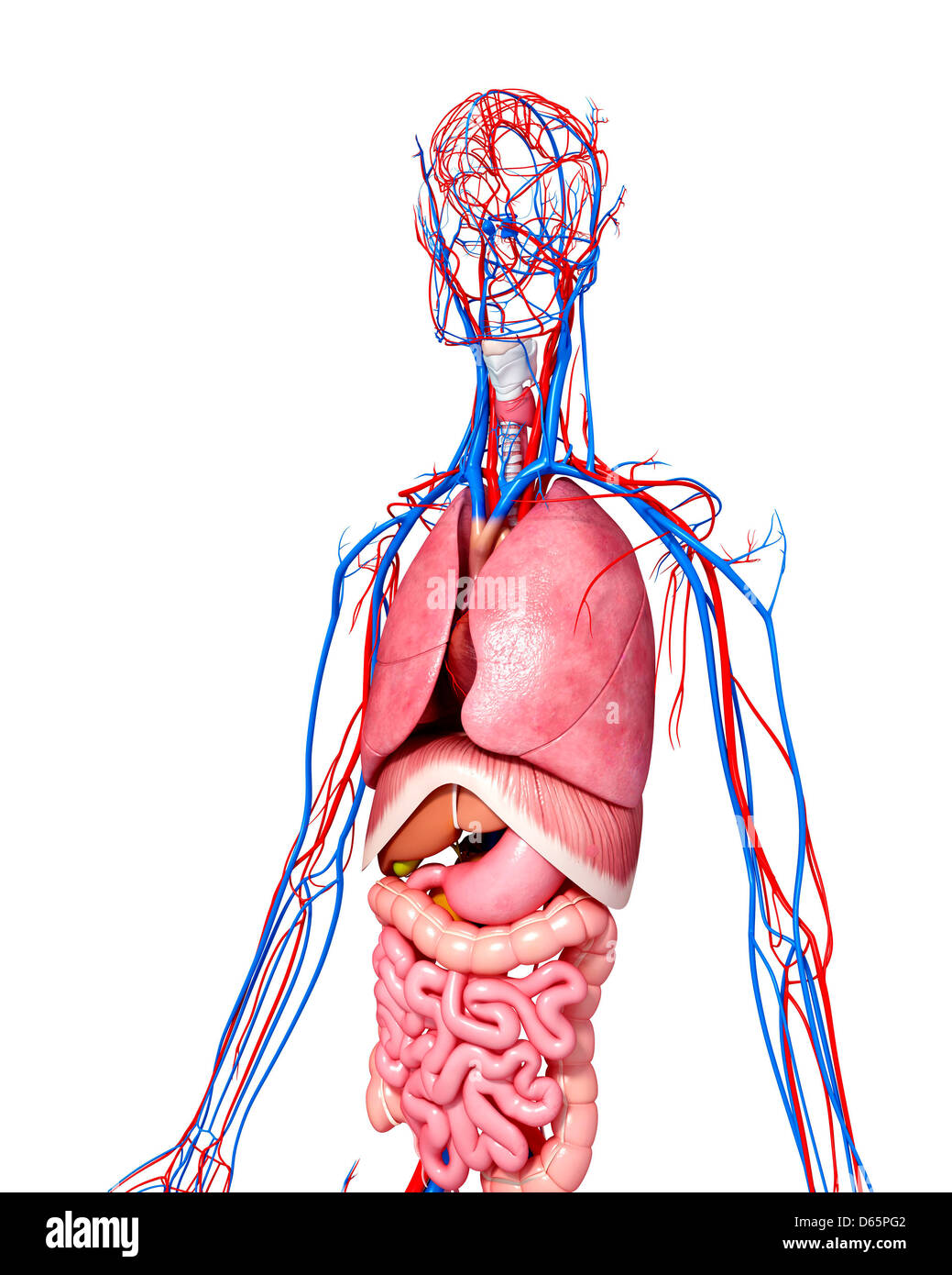 Human anatomy, artwork Stock Photo - Alamy