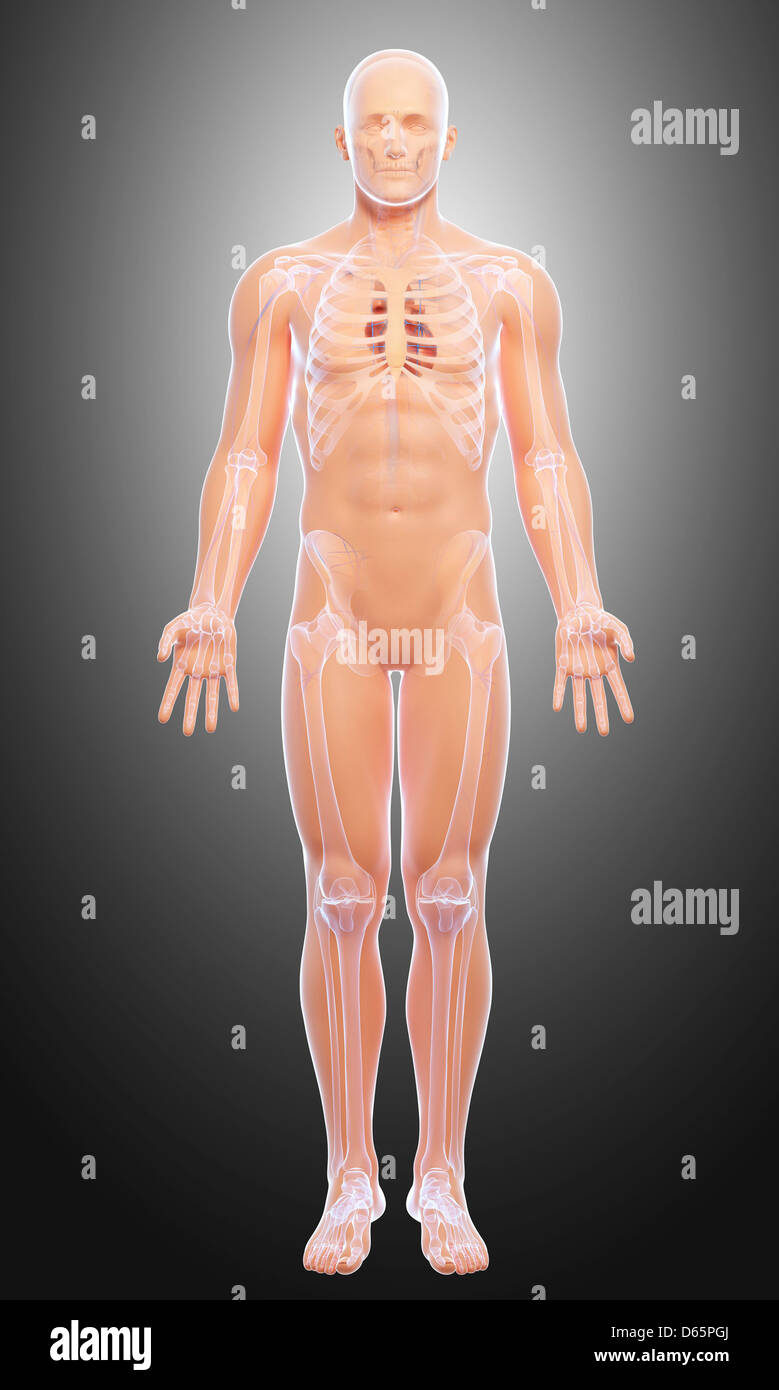 Male anatomy, artwork Stock Photo - Alamy