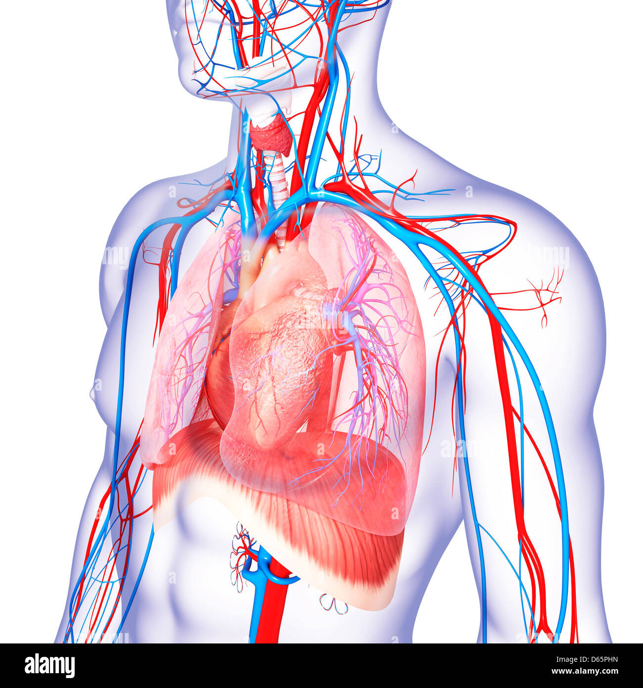 Chest anatomy, artwork Stock Photo - Alamy