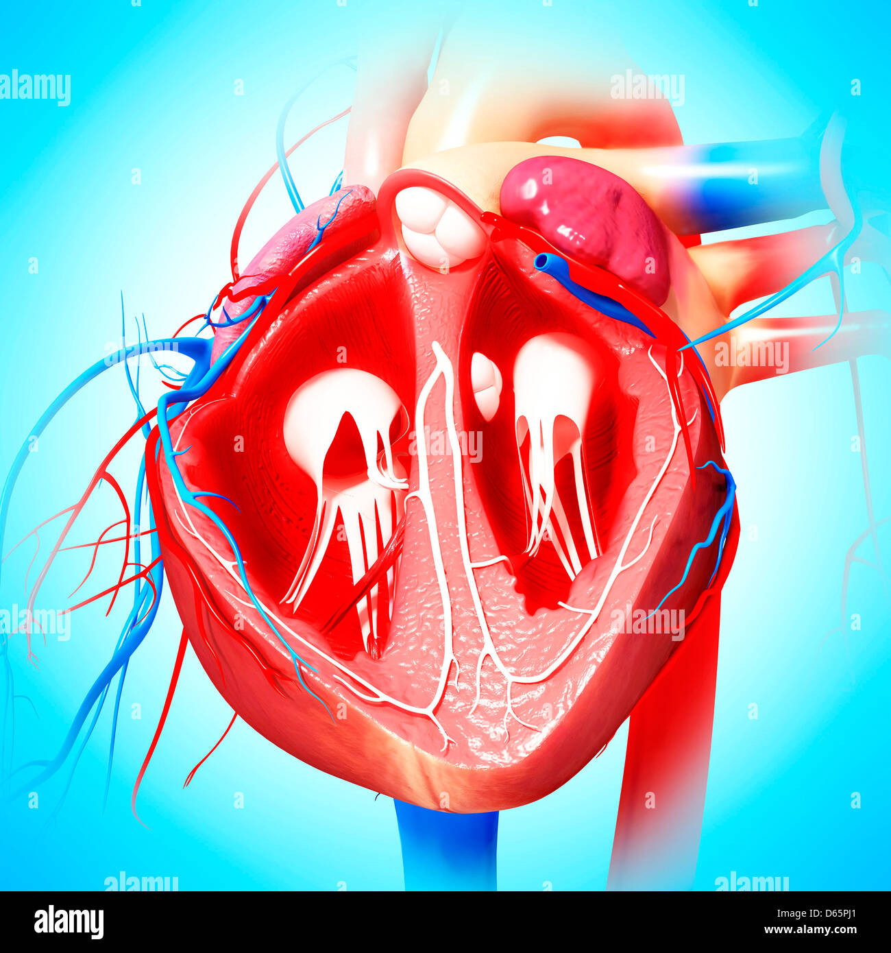 Human Heart Valve High Resolution Stock Photography and Images - Alamy