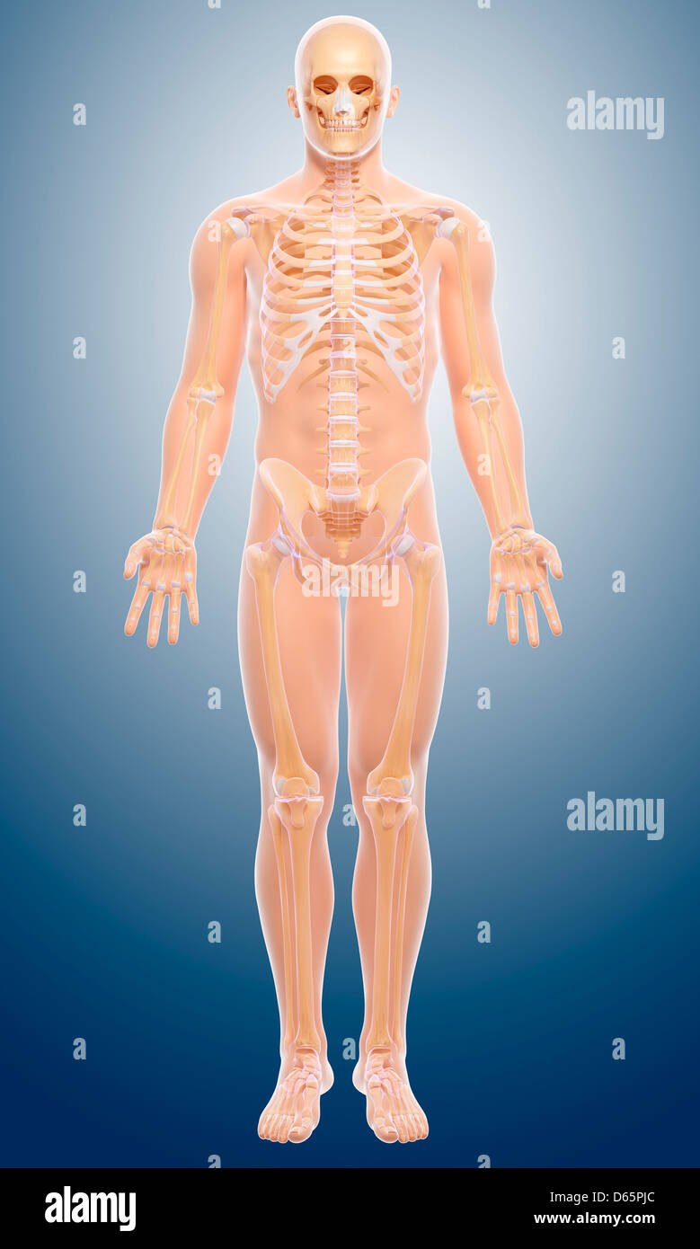 Male skeleton, artwork Stock Photo - Alamy