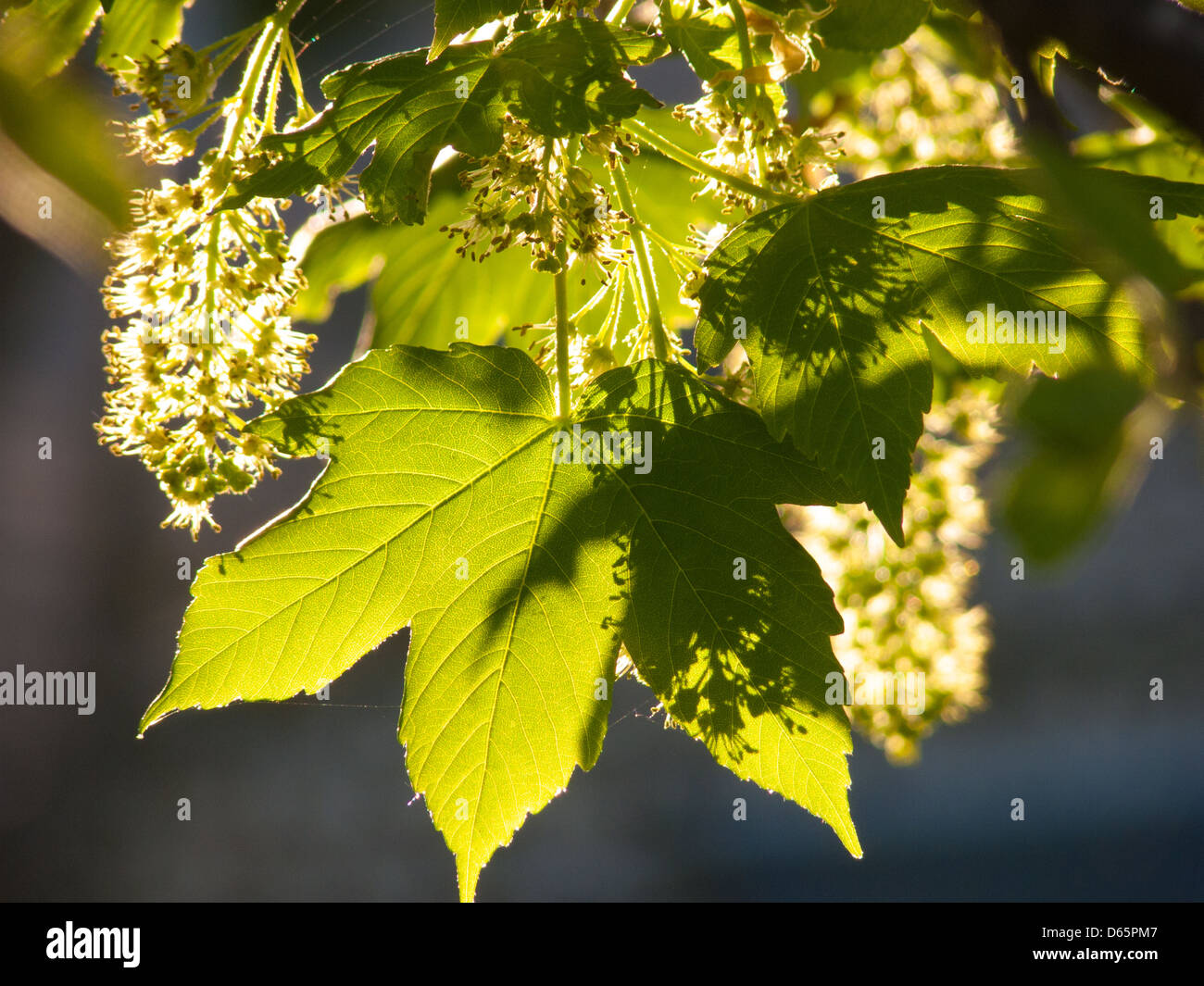 Acer spicatum flowers hi-res stock photography and images - Alamy