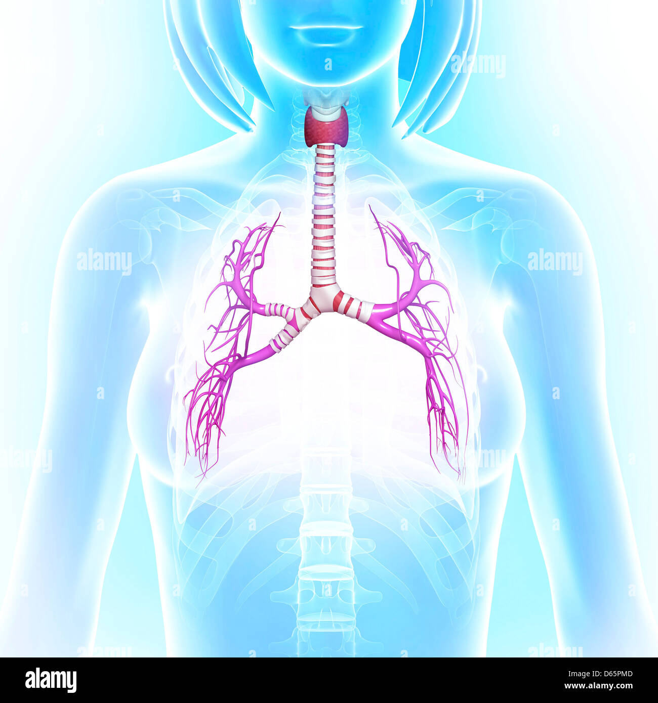 Female lungs, artwork Stock Photo - Alamy