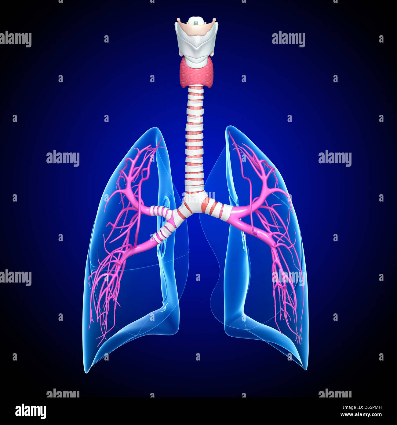 Human lungs and bronchial tree hi-res stock photography and images - Alamy