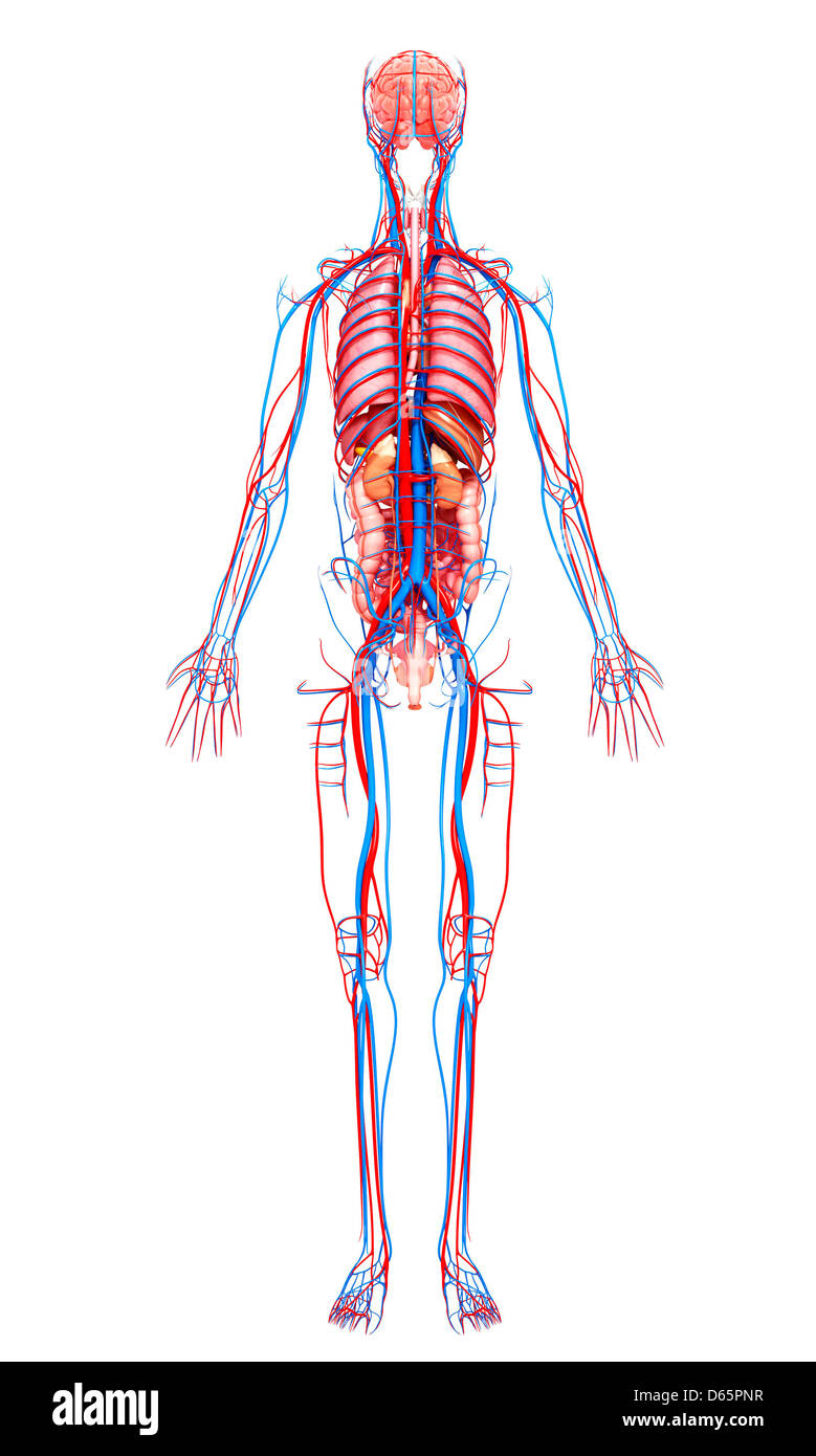 Female pelvic anatomy Cut Out Stock Images & Pictures - Alamy
