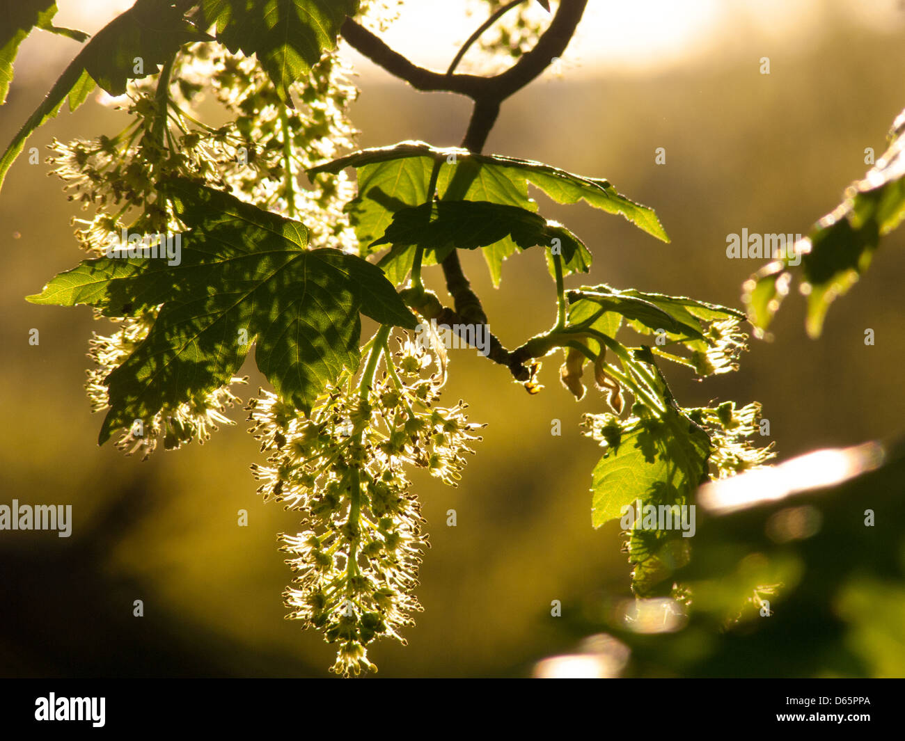 Acer spicatum flowers hi-res stock photography and images - Alamy