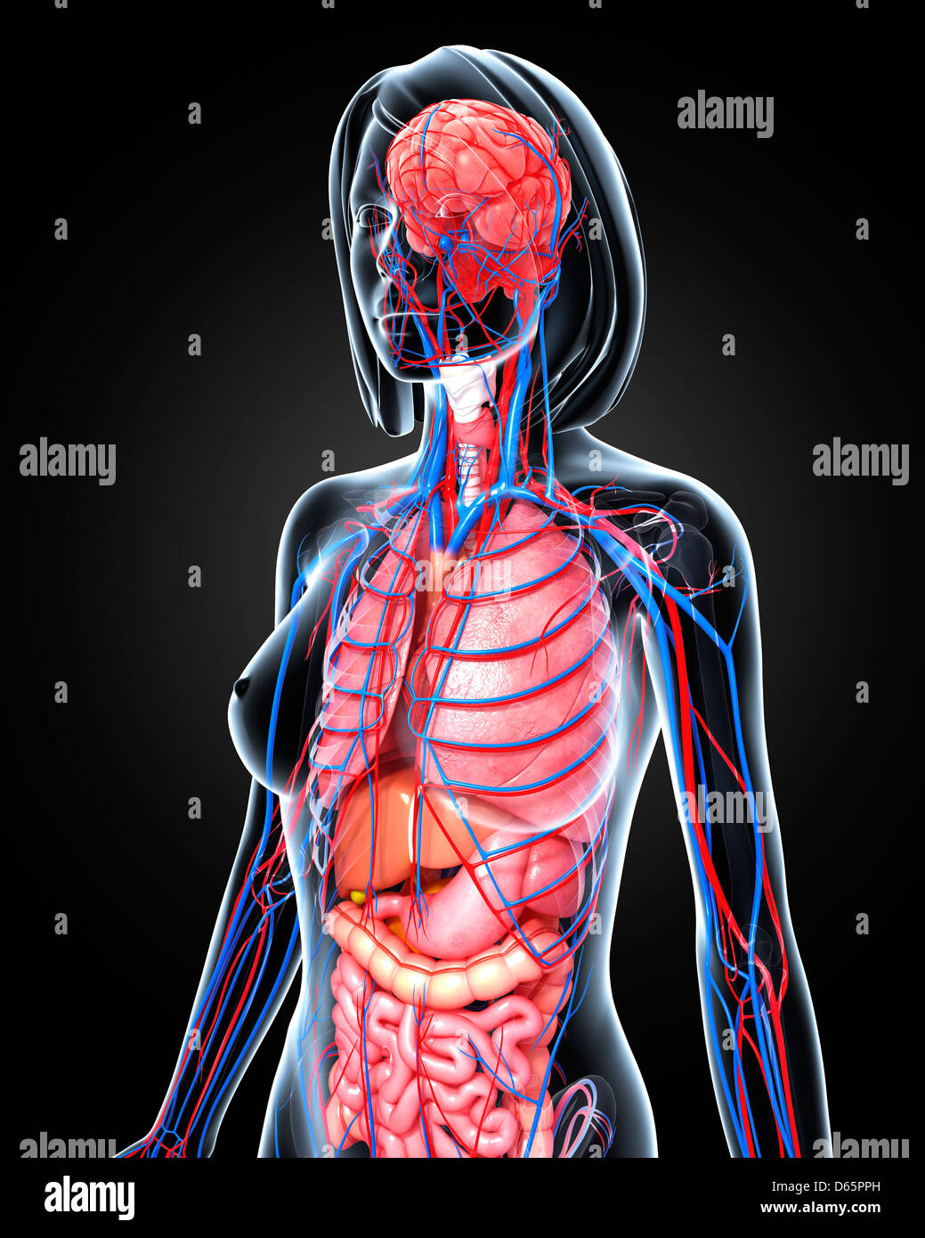 Female anatomy, artwork Stock Photo - Alamy