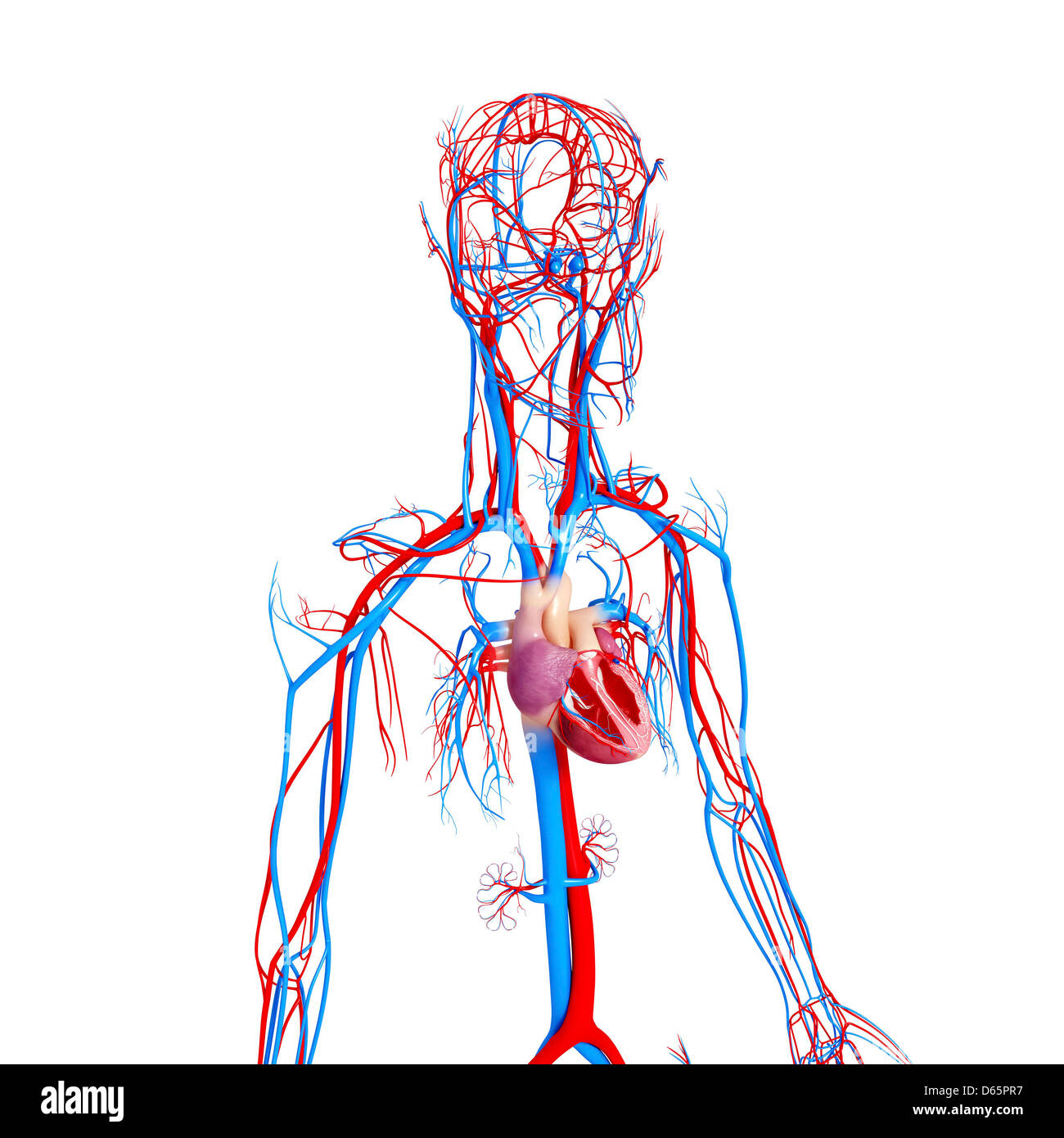 Cardiovascular system, artwork Stock Photo - Alamy