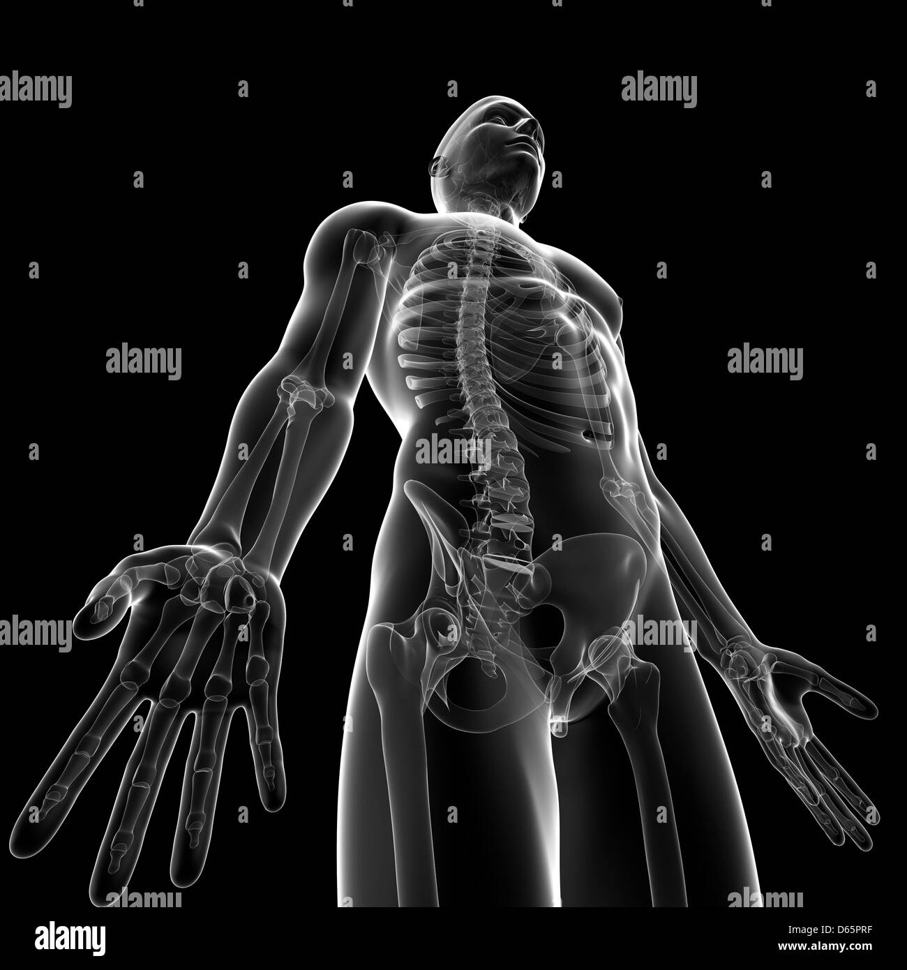 Skeleton Hand Stock Photos & Skeleton Hand Stock Images - Alamy