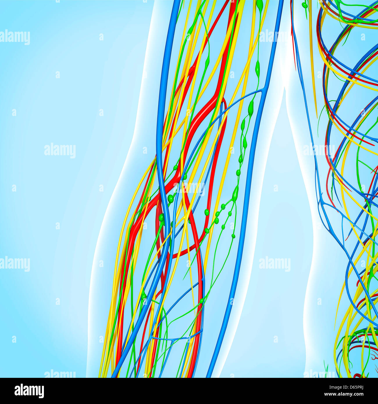 Elbow anatomy, artwork Stock Photo - Alamy